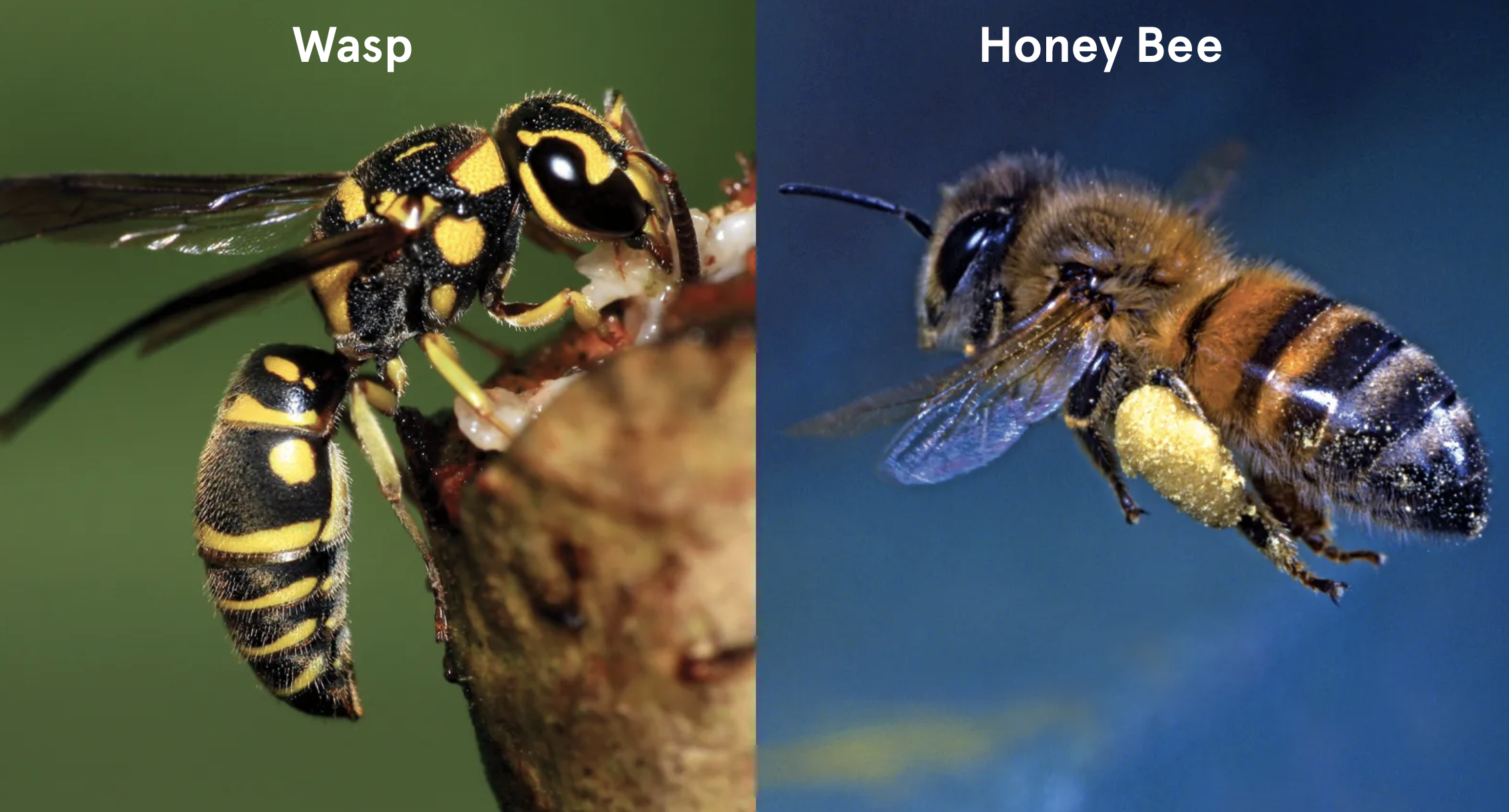 How to handle a bee cluster (swarm) or the presence of bees – Alvéole